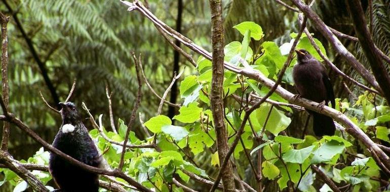 Científicos asturianos descubren benéficos efectos de las 'malvadas ... Científicos asturianos descubren benéficos efectos de las 'malvadas ...